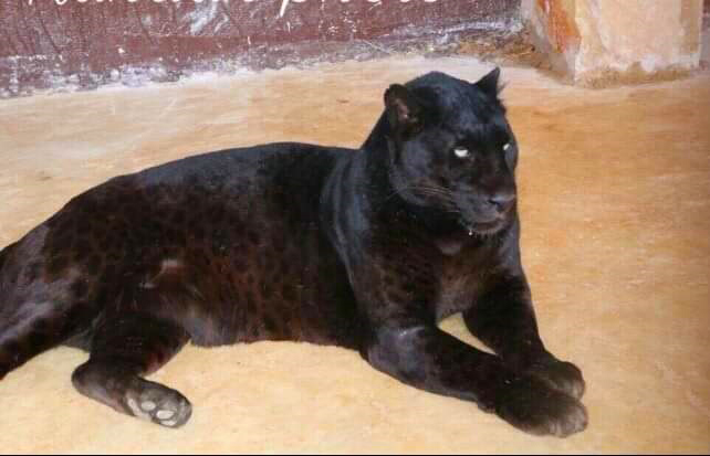 S1 (3) | مناطق نت